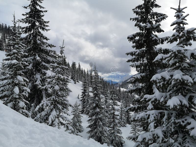 Forest View Window of the World Stock Photo - Image of window, world ...