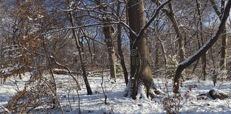 Forest view in winter stock image. Image of central, snow - 11253925