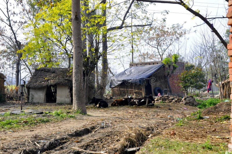 Forest Village stock photo. Image of tree, forest, devimage - 91403572