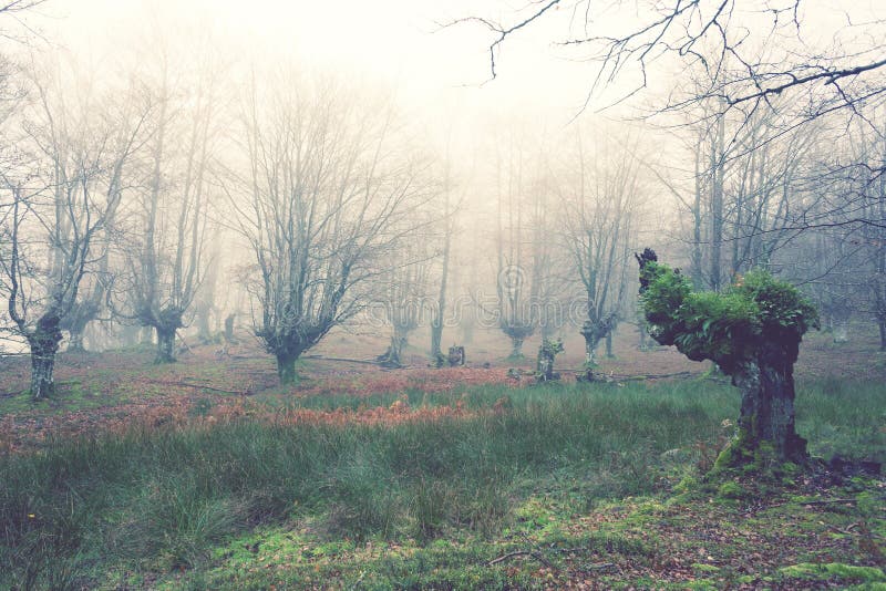 Forest with Vintage Effect Filter Stock Image - Image of landscape ...