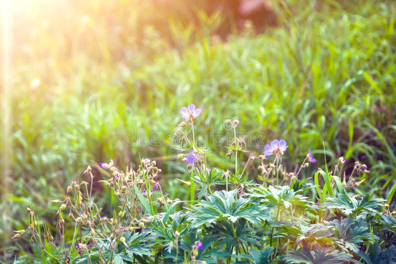 Forest in Violet stock photo. Image of trees, light - 112768930