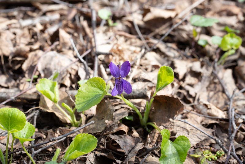 Forest Violet Blooms in Spring Stock Image - Image of background ...