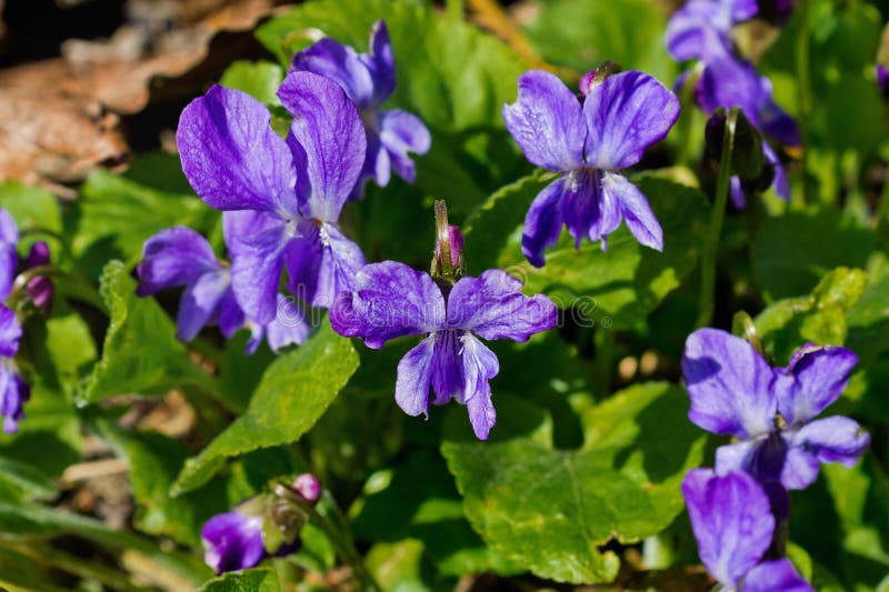Forest violets stock image. Image of nature, flowers - 57131797