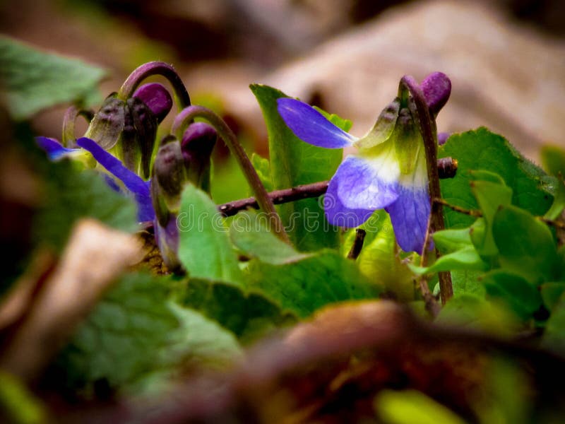 Forest violets stock image. Image of nature, macro, purple - 69411009