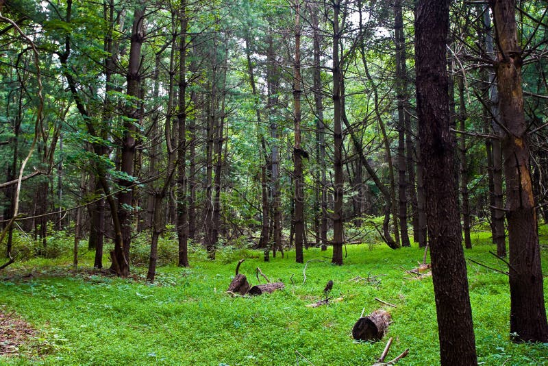 Forest in Virginia stock photo. Image of darkly, inviting - 14443950