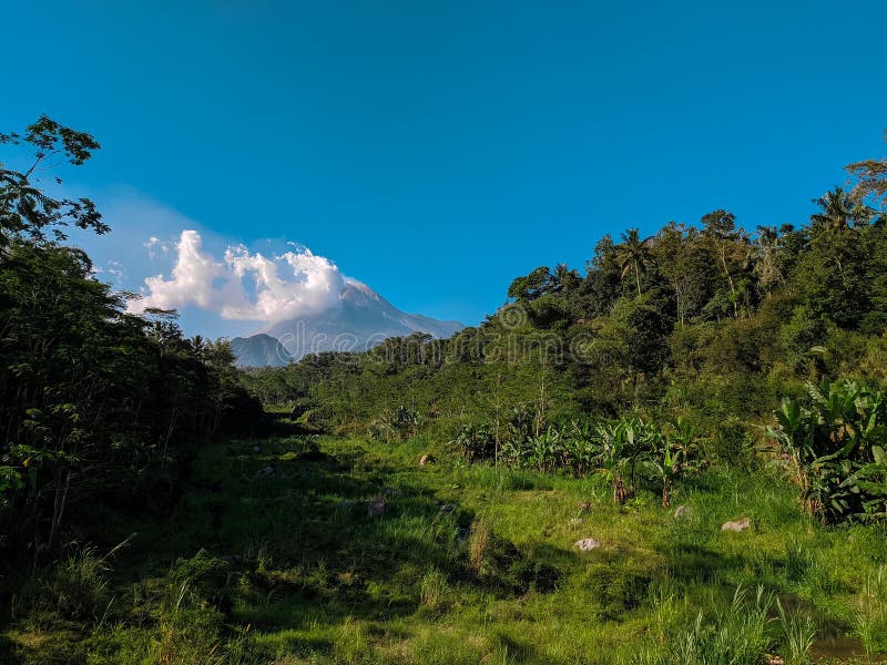 Forest with Volcano in the Background Stock Image - Image of mountain ...