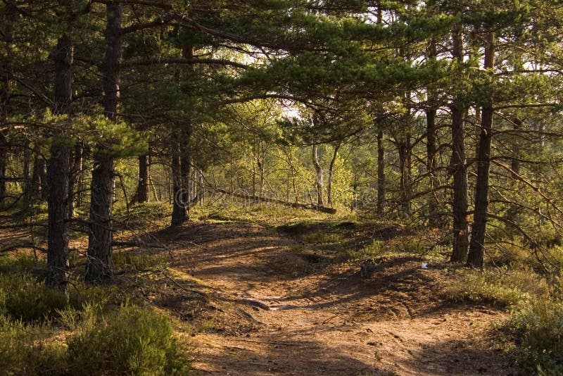 Forest walk stock photo. Image of trees, woodland, woods - 10837714