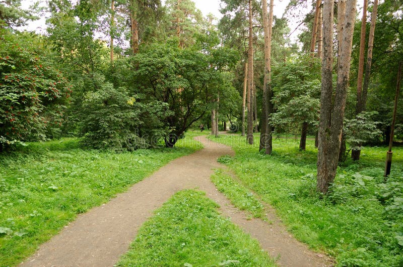 Forest walk stock image. Image of woods, shadow, flora - 1121705