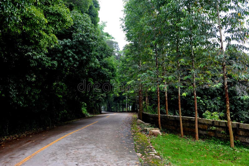 Forest walk stock image. Image of park, silence, outdoor - 14782247