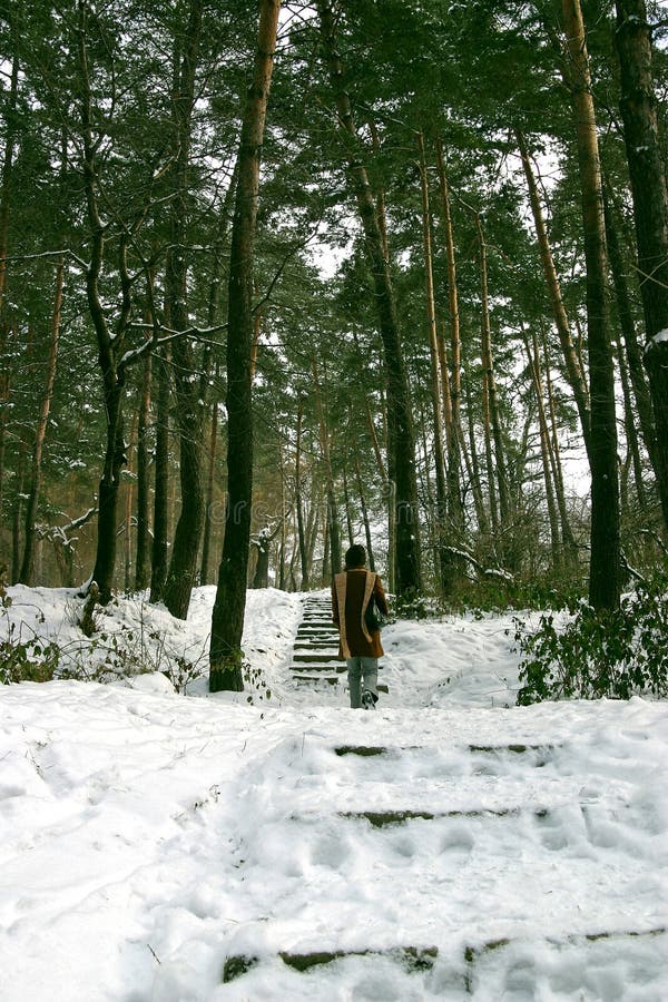 Forest Walk stock photo. Image of landscape, fresh, outdoor - 422058