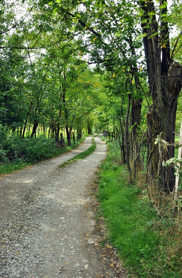 Forest walk stock image. Image of road, tranquility, sunlight - 35977443
