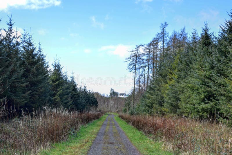 Forest Walk on a Lovely Spring Day Stock Photo - Image of walk, view ...