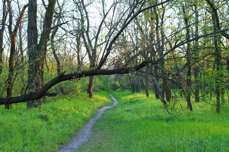 Forest walk stock image. Image of road, green, spring - 55022101