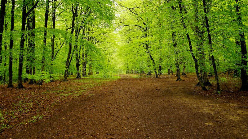 Forest walk stock image. Image of forest, green, trees - 150021989