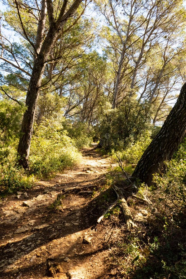 Trail in the Forest at Springtime Stock Photo - Image of botany, path ...