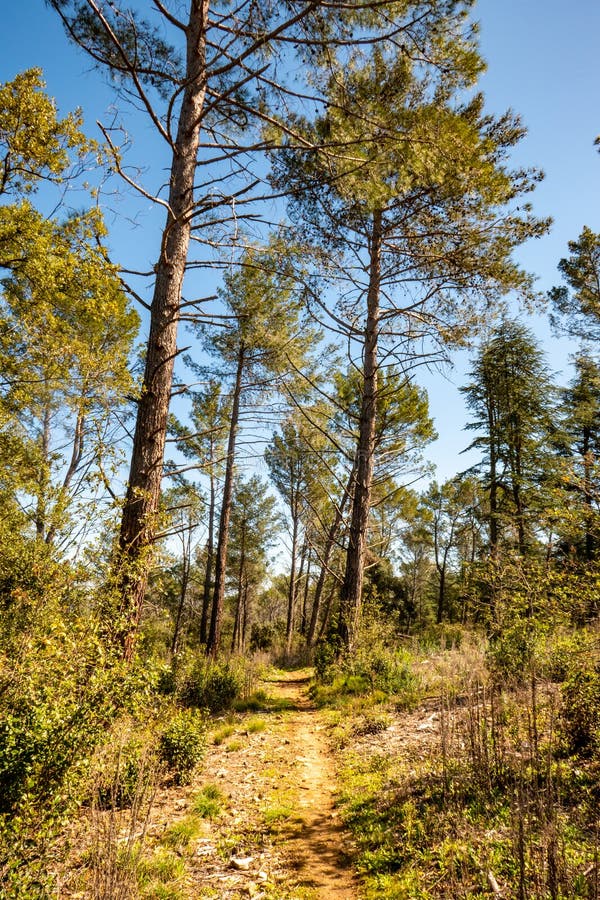 Trail in the Forest at Springtime Stock Image - Image of saute, spring ...