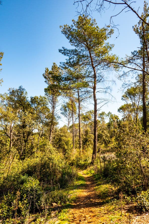 Mediterranean Forest at Springtime, France Stock Photo - Image of ...