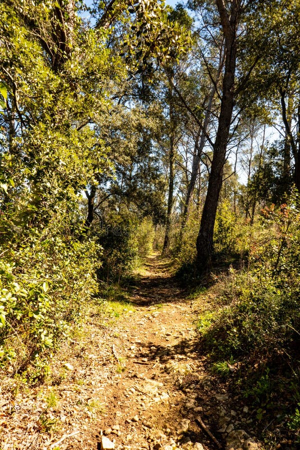 Mediterranean Forest at Springtime, France Stock Photo - Image of sport ...