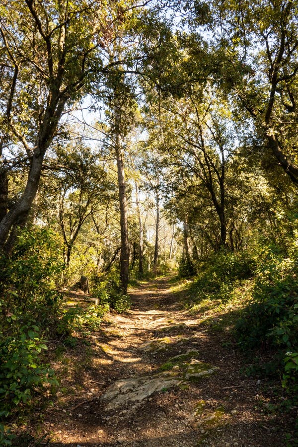 Mediterranean Forest at Springtime, France Stock Photo - Image of ...