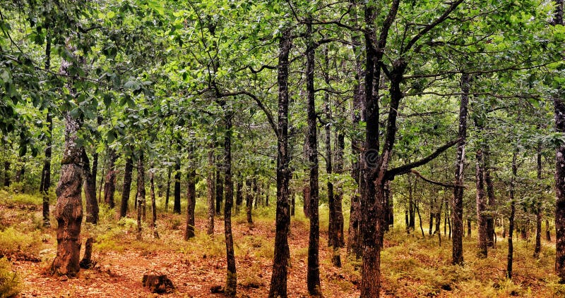 Forest walk among trees stock photo. Image of branch - 221781252