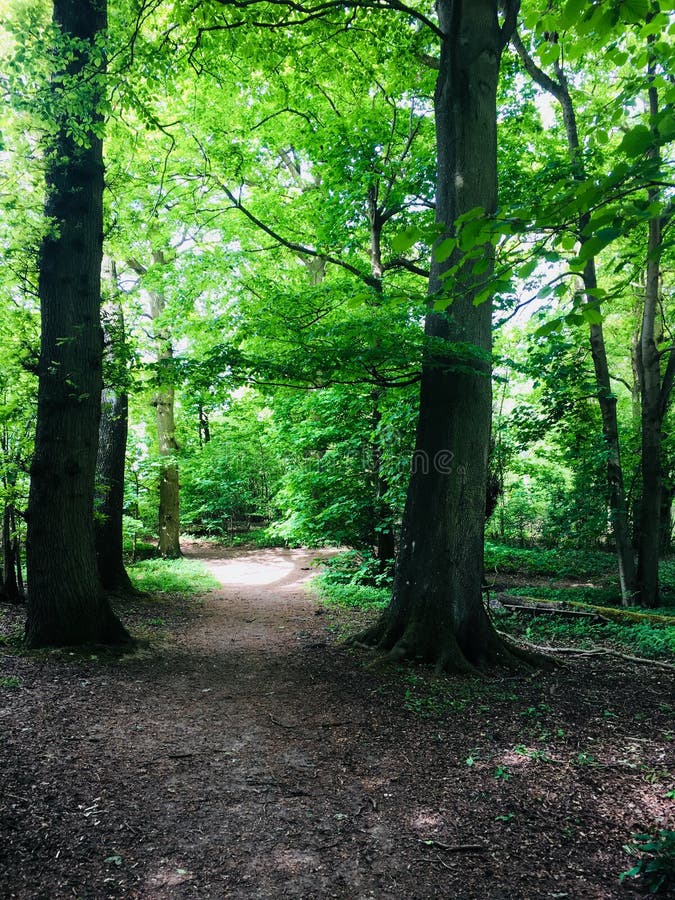Forest stock image. Image of forest, leaves, walk, green - 190263683