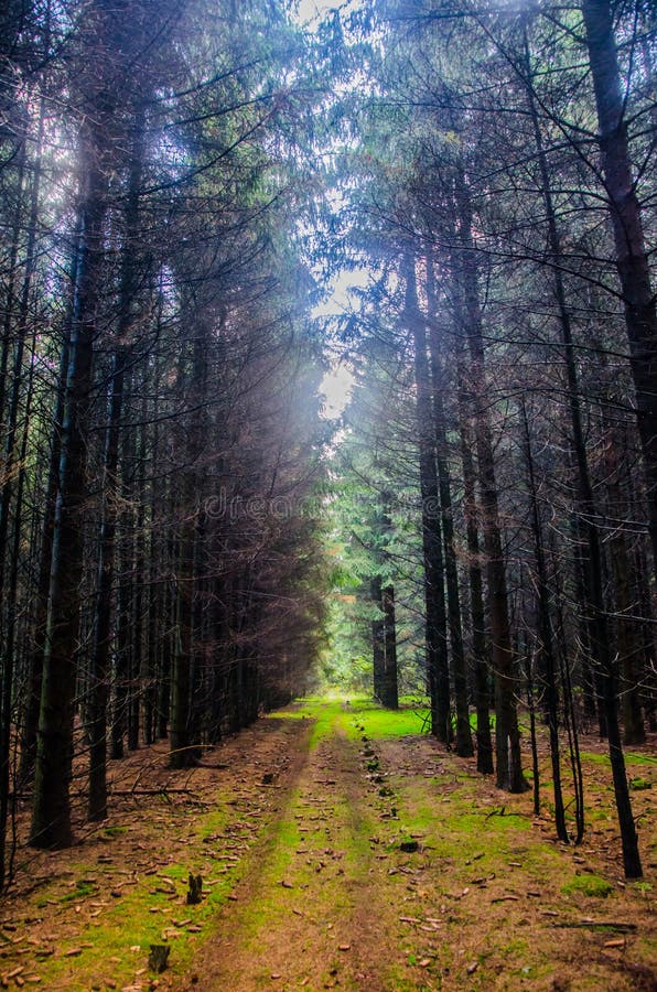 Forest stock image. Image of forest, nature, walk, bush - 36211379