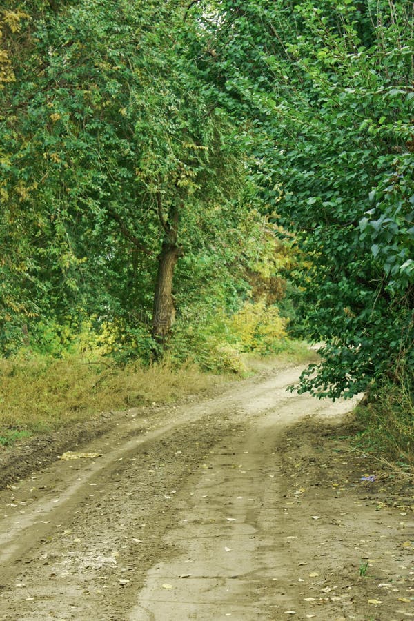 Forest walking path stock image. Image of bike, green - 11400155