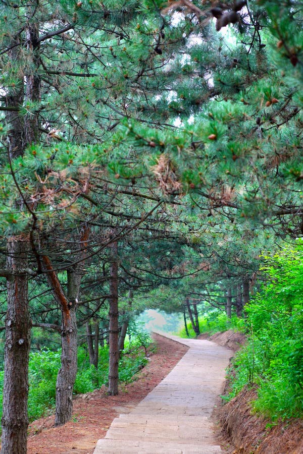 Forest walking path stock image. Image of hike, trail - 16002411