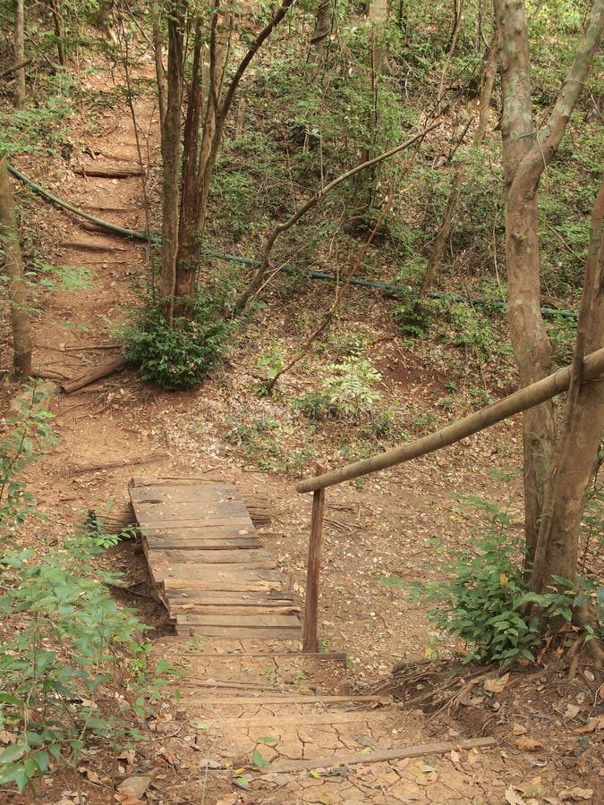 Forest walking path stock image. Image of pathway, walking - 188982137