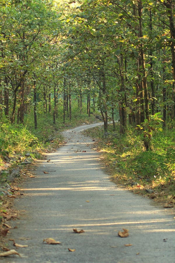 Forest walking path. stock image. Image of forest, arbor - 32768223