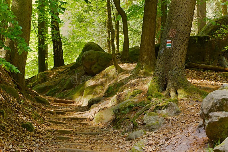 Forest walking route stock image. Image of hill, foliage - 91603033