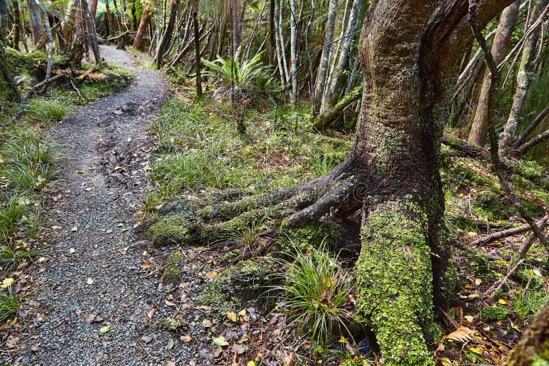 Forest walking route stock photo. Image of environment - 299481100