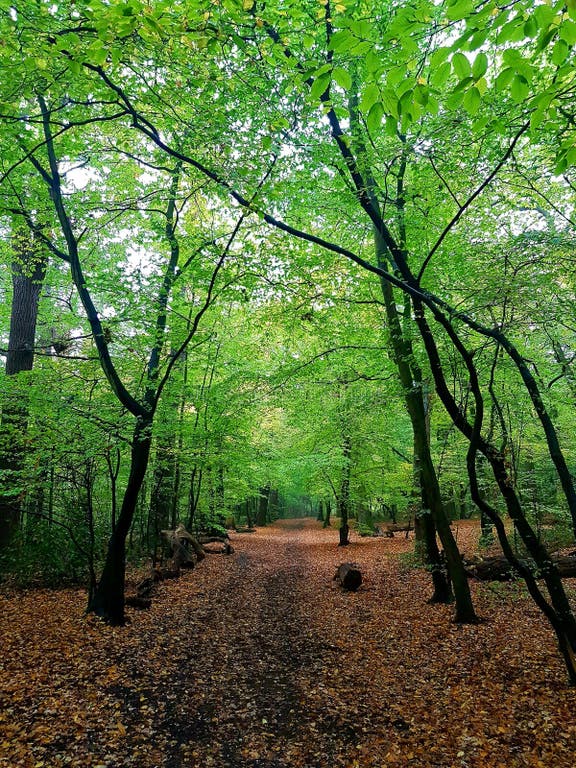 Forest Walkthrough Em Autum Imagem de Stock - Imagem de queda ...