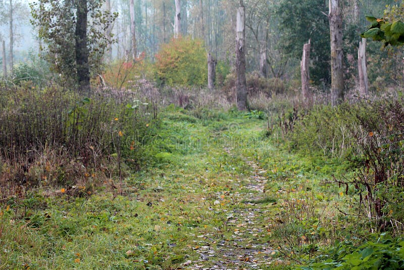 Forest walkthrough stock photo. Image of sand, ecosystem - 79312184