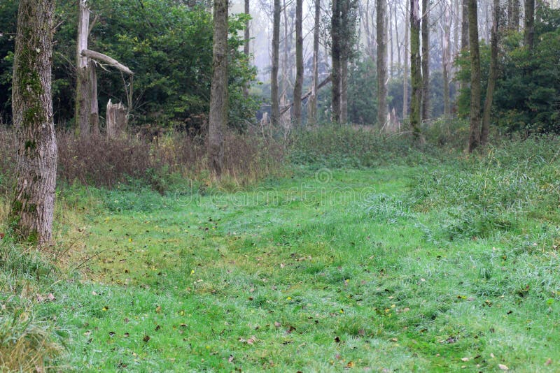 Forest walkthrough stock photo. Image of leaves, netherland - 79312672