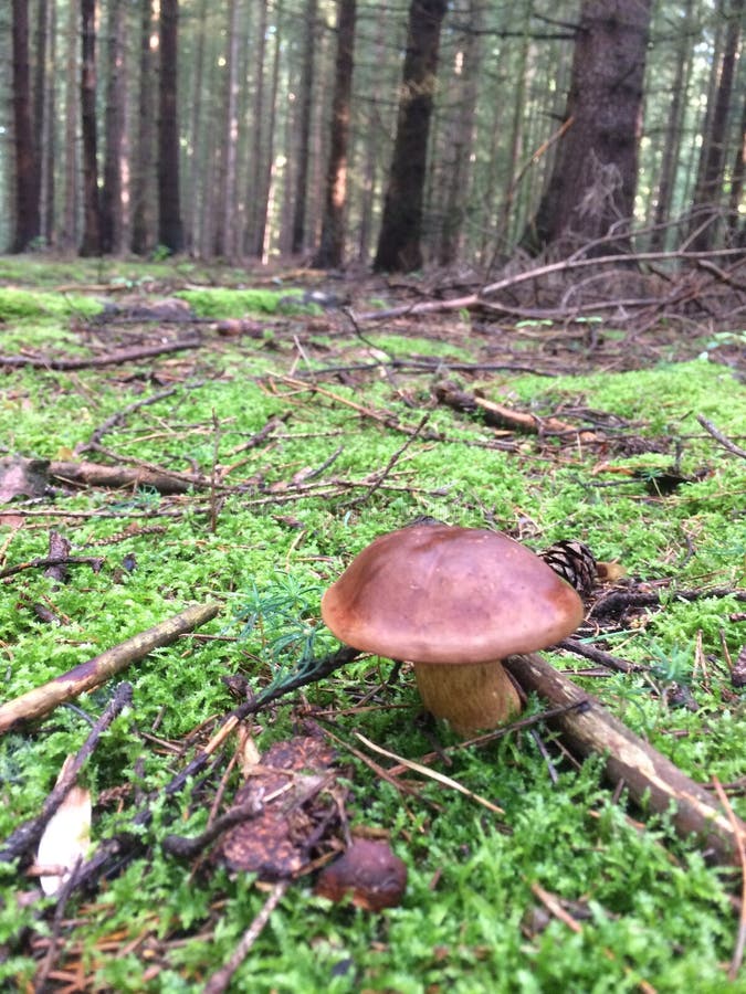 In the forest stock photo. Image of boletus, leaves, relax - 75521576