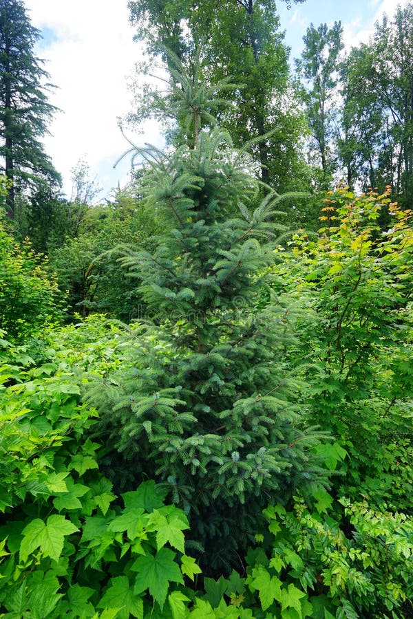 A Forest in Washington State Stock Photo - Image of green, river: 92272484