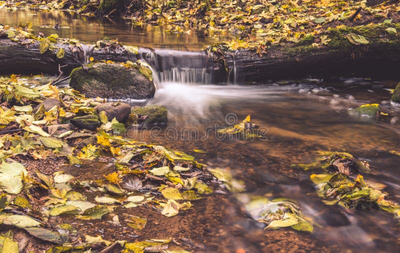 Forest water flowing stock image. Image of environment - 79940301