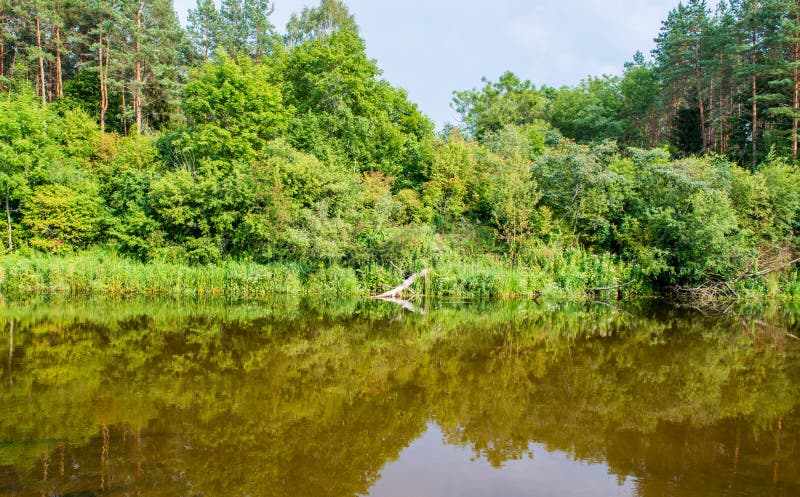 Forest water landscape stock image. Image of river, spring - 66532737