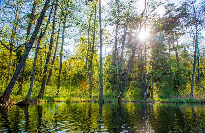 Forest water landscape stock photo. Image of sundown - 54909044