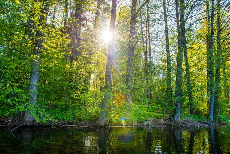 Forest water landscape stock photo. Image of landscape - 54910380