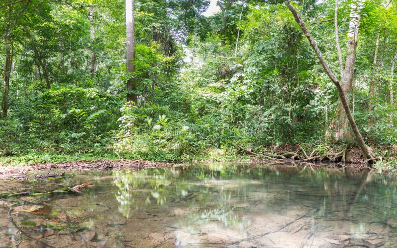 Forest and water stock photo. Image of woods, spring - 78417410