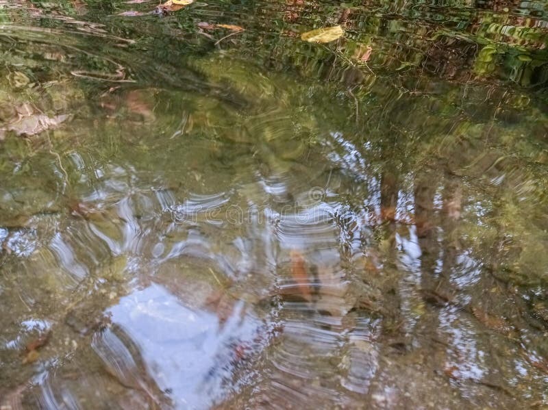 Forest Water Source. Reflections of Trees, Grasses, Autumn Leaves, and ...