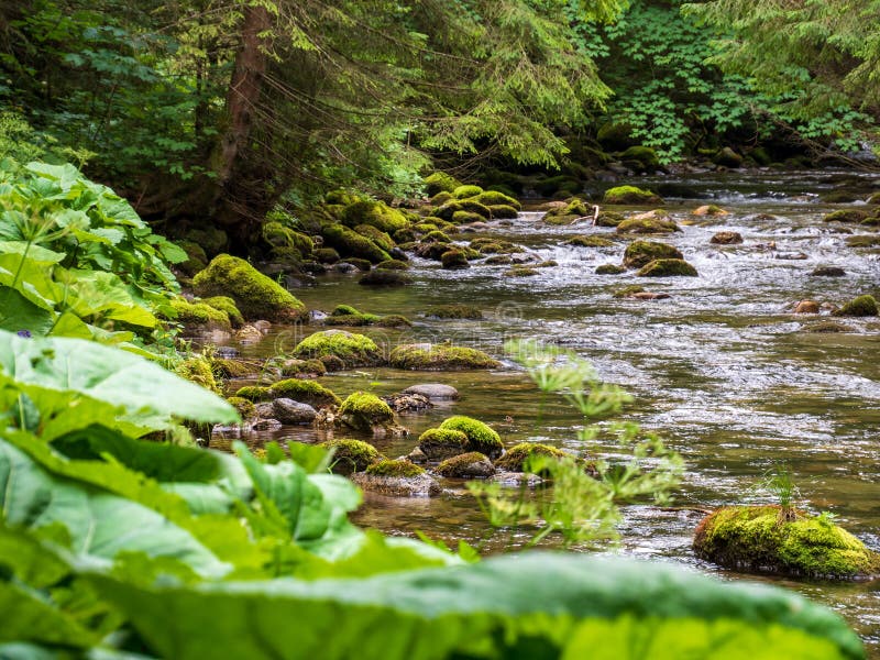 Mountain Stream Flow in the Slovak Forest Stock Photo - Image of plant ...