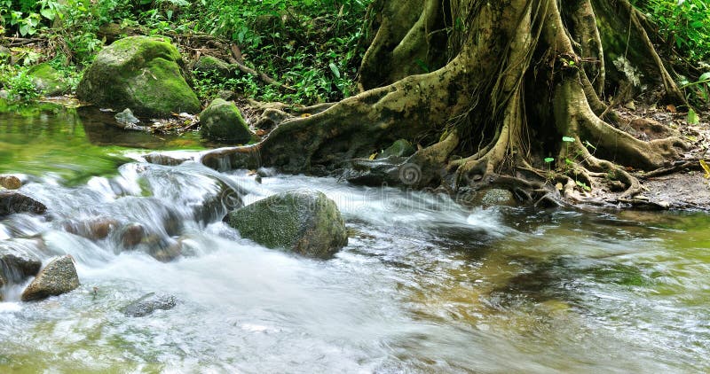 Forest Water Stream, Tropical Rainforest in Thailand Stock Image ...
