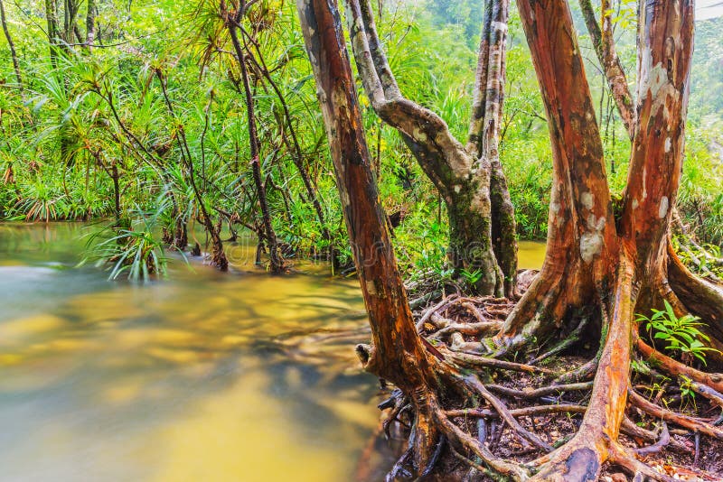 Forest with water stock photo. Image of shine, paradise - 38587906
