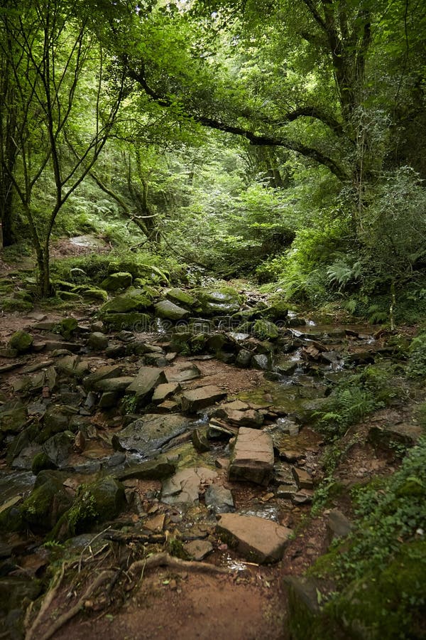 Forest Waterfall, Small Mountain Stream, Stones Covered with Green Moss ...