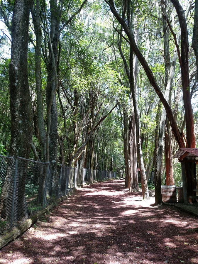 Forest stock photo. Image of bosque, camino, forest - 105264244