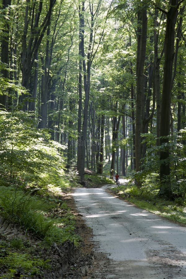 Forest way stock image. Image of conservation, light - 11342721