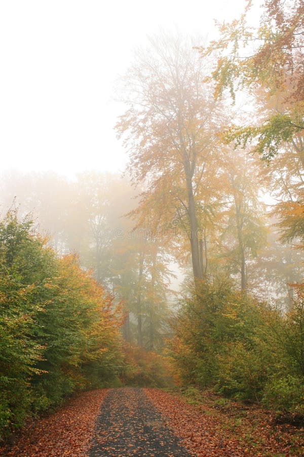 Forest way stock photo. Image of bush, tree, branch, season - 11404902